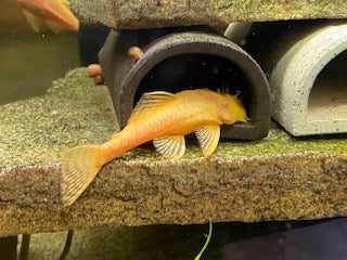 ABF Ultra Wafer Mix with Spirulina & Bug Wafers,Cory Cats,Pleco ABF413 ...