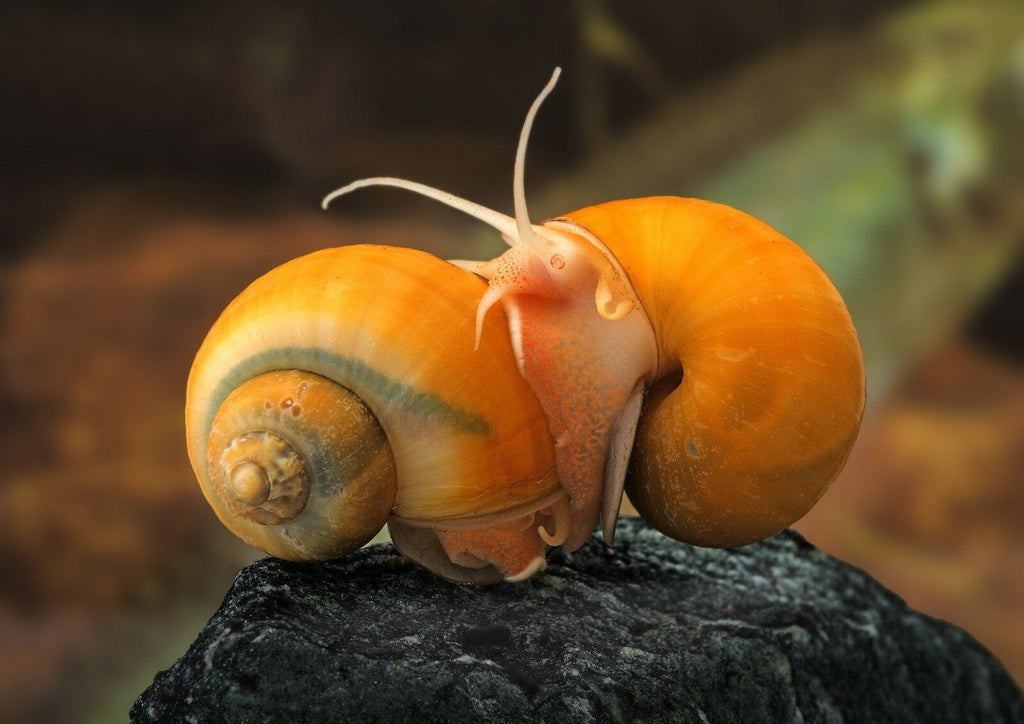ABF Dehydrated Freshwater Snail Food Treat, 20% Calcium & Spirulina To ...