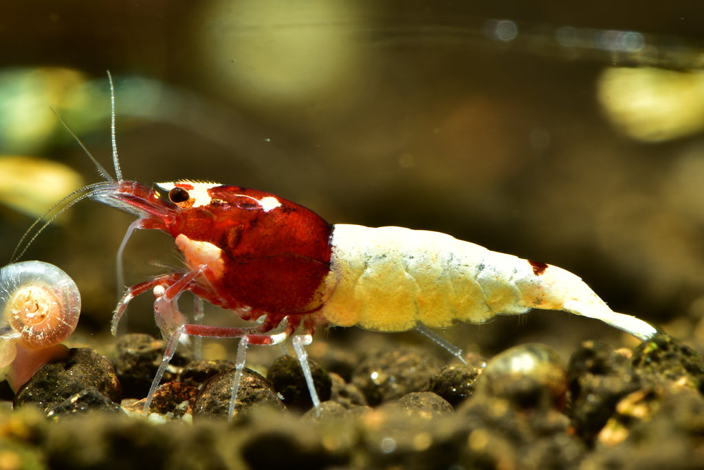 ABF ULTRA FRESHWATER SHRIMP FOOD,ABF142 – AQUATICBLENDEDFOODS