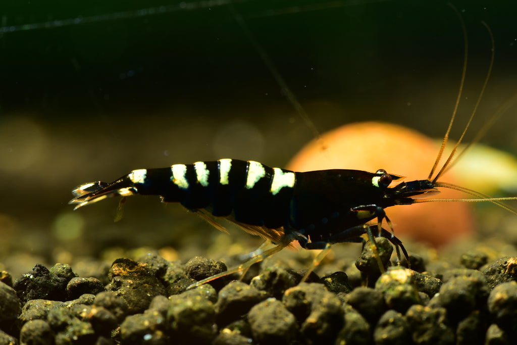 ABF ULTRA FRESHWATER SHRIMP FOOD MIX #2,ABF137 – AQUATICBLENDEDFOODS