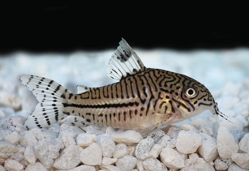 ABF MINI BLOODWORM STICKS - ABF382 – AQUATICBLENDEDFOODS